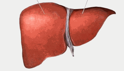 Functie van de lever – Papillon Kennel v.d. Herikervlier